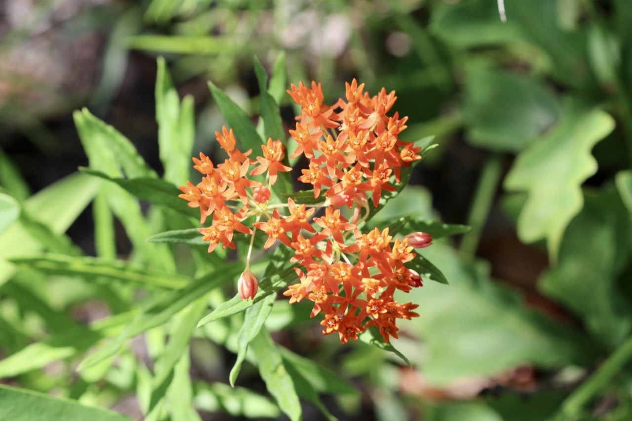 Butterfly Weed Care Instructions - The Jones Center at Ichauway ...