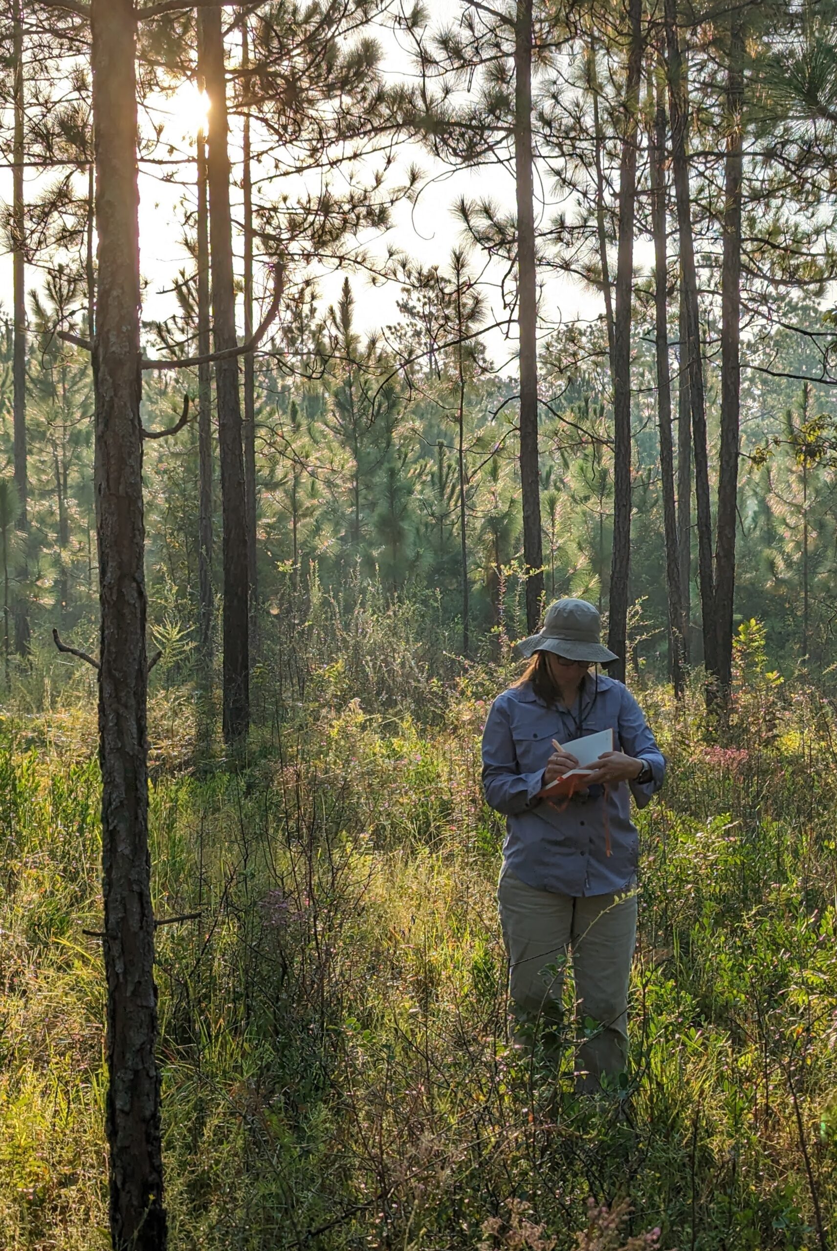 Plant Ecology lab makes Seeds of Success collections - The Jones Center ...
