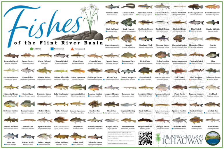 Nicholas S. Marzolf, Ph.D. - Aquatic Sciences - The Jones Center at ...